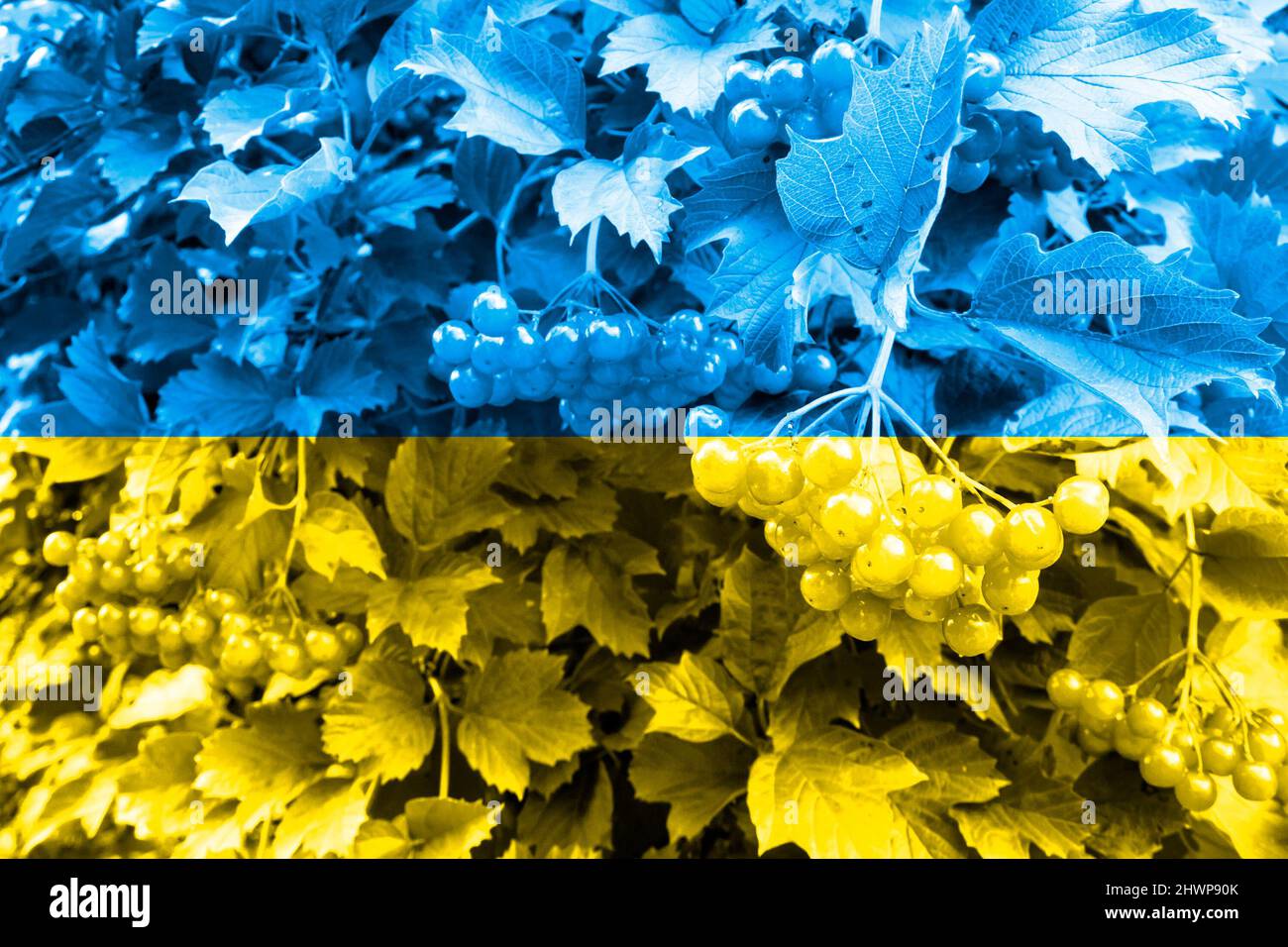 Branch of Viburnum berries in colors or Ukrainian flag. National ...