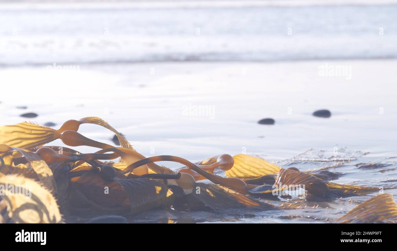 Green kelp seaweed on beach littoral sand, California ocean coast ...