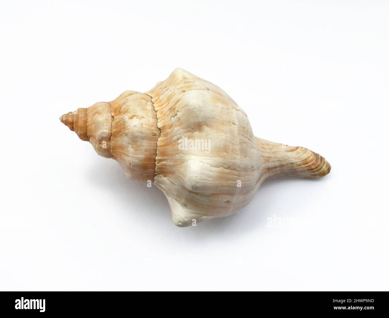 Seashell isolated on a white background Stock Photo - Alamy