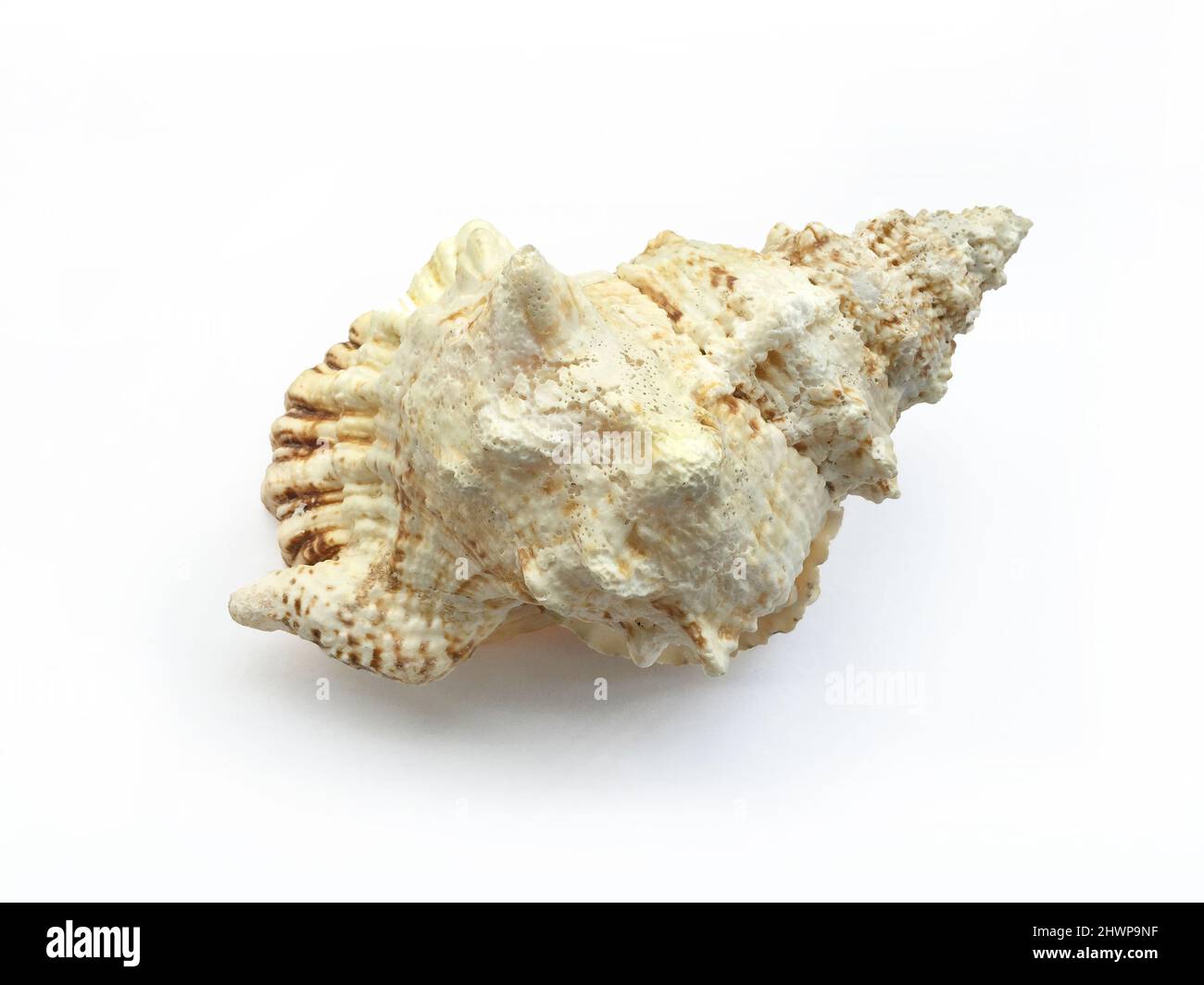 Seashell isolated on a white background Stock Photo - Alamy