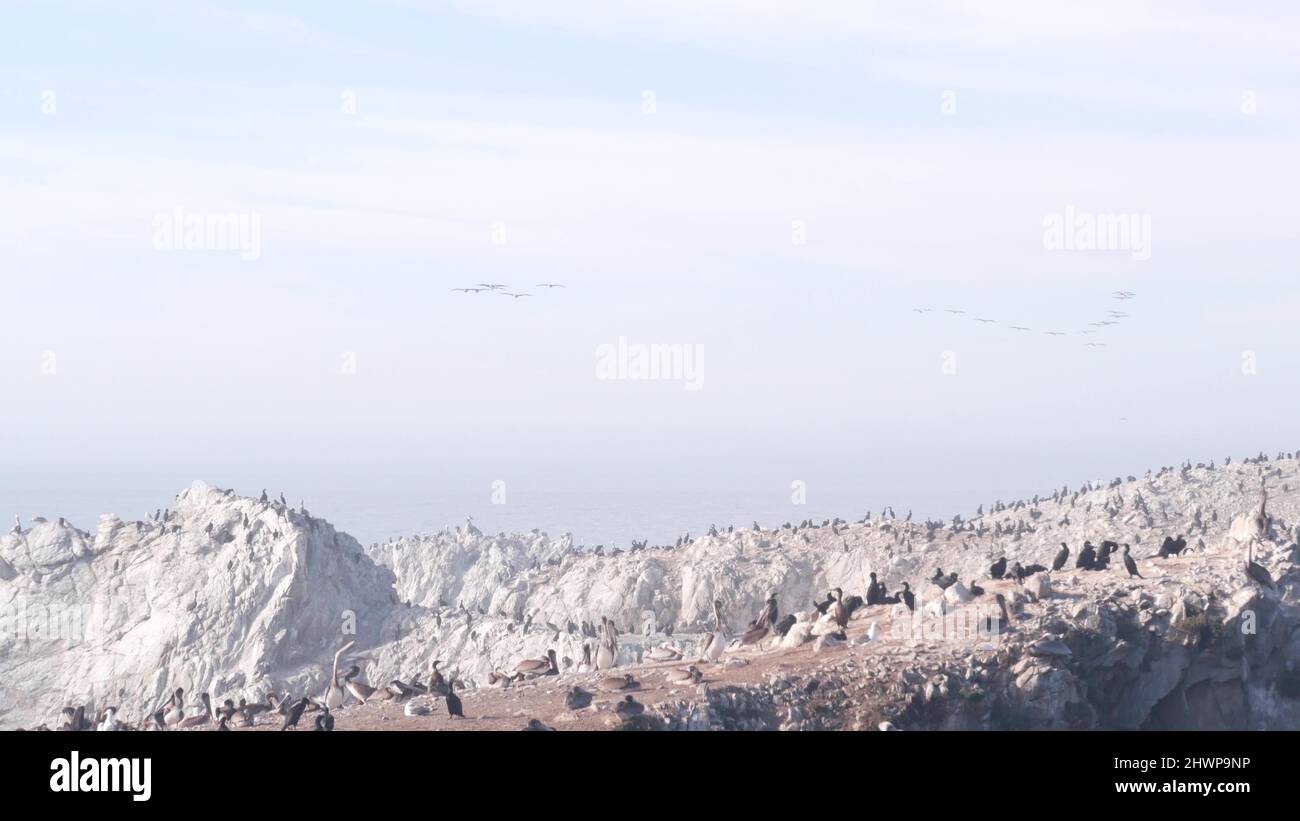 Flock of brown pelicans on cliff, rocky island in ocean, Point Lobos ...