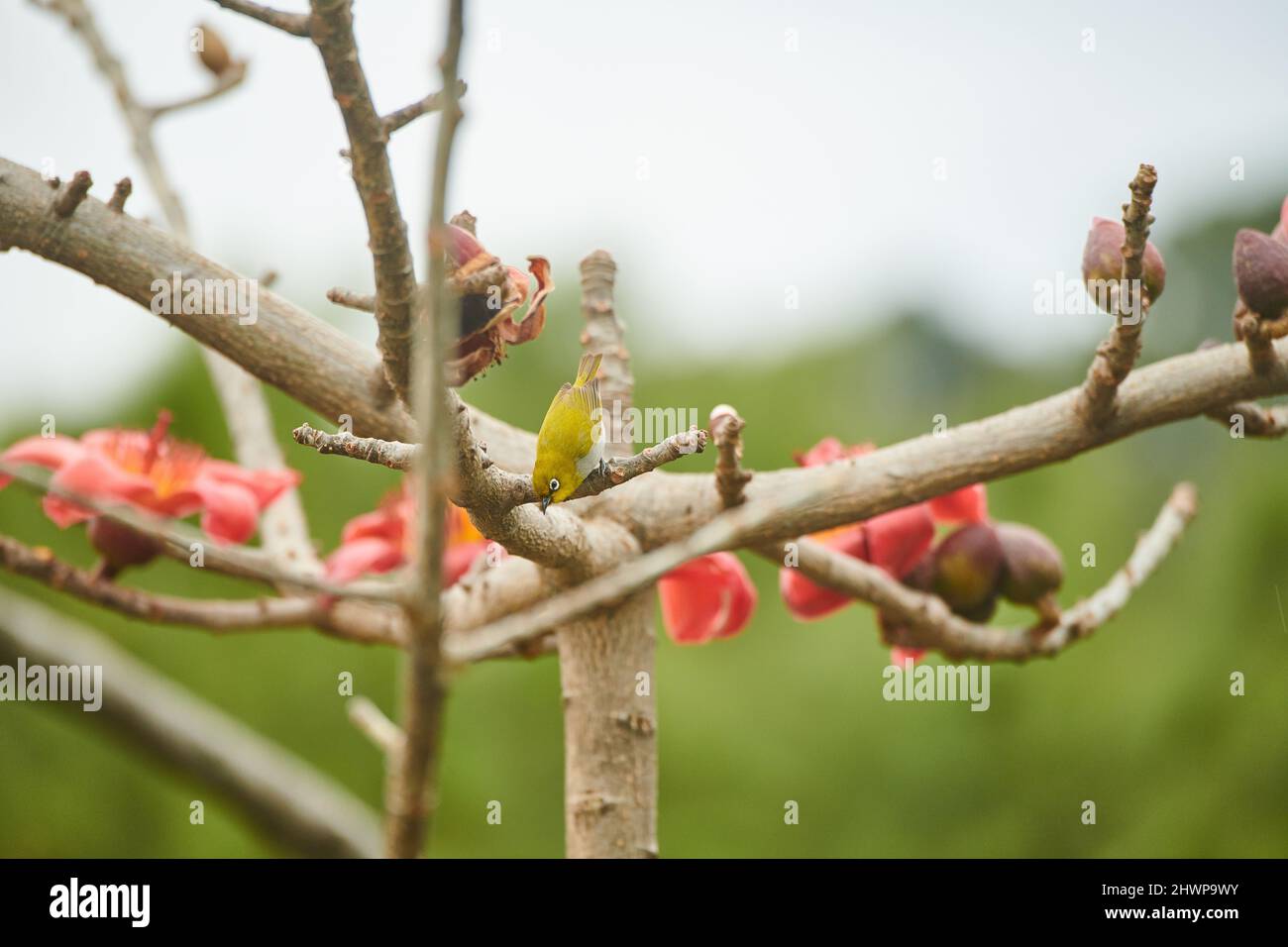 An Oriental White Eye on a Semal Tree Stock Photo - Alamy