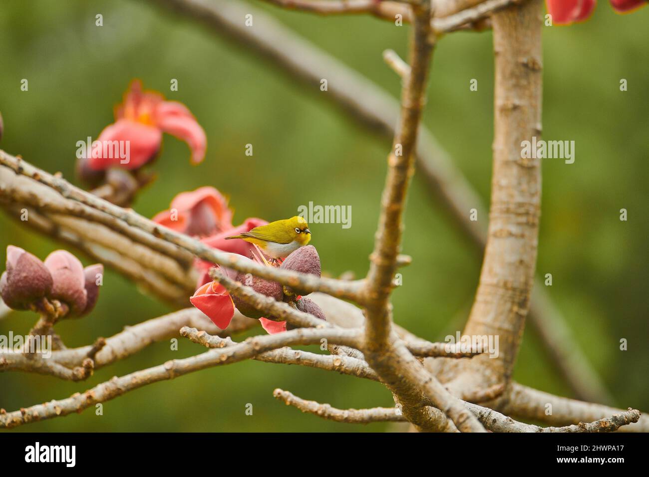An Oriental White Eye on a Semal Tree Stock Photo - Alamy