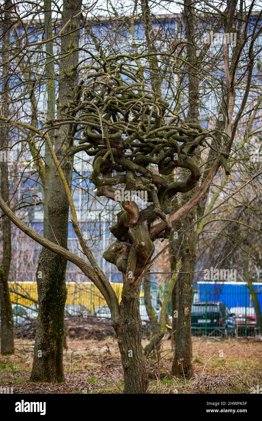 a tree in the forest with strangely shaped branches Stock Photo - Alamy