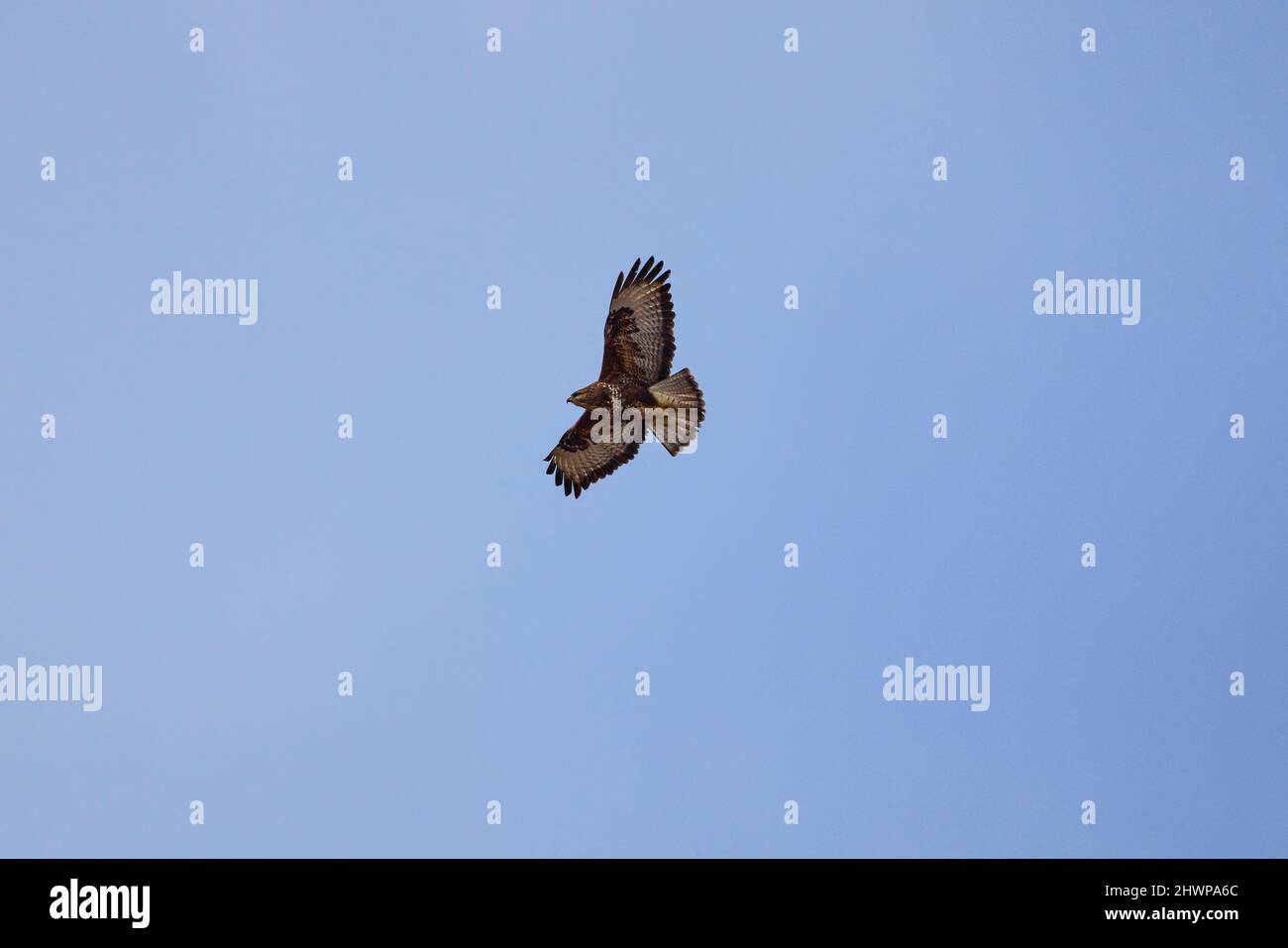 a beautiful specimen of hawk flying in the blue sky Stock Photo - Alamy
