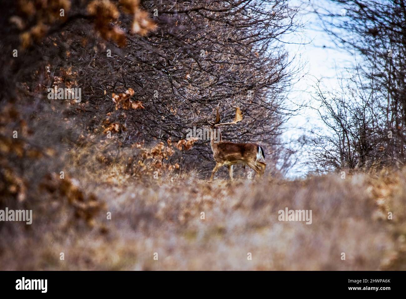 (Dama dama), in a forest, is a herbivorous mammal of the family ...