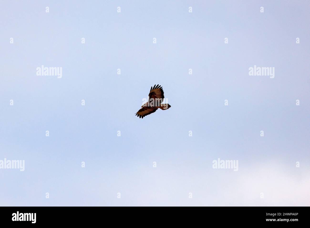 a beautiful specimen of hawk flying in the blue sky Stock Photo - Alamy