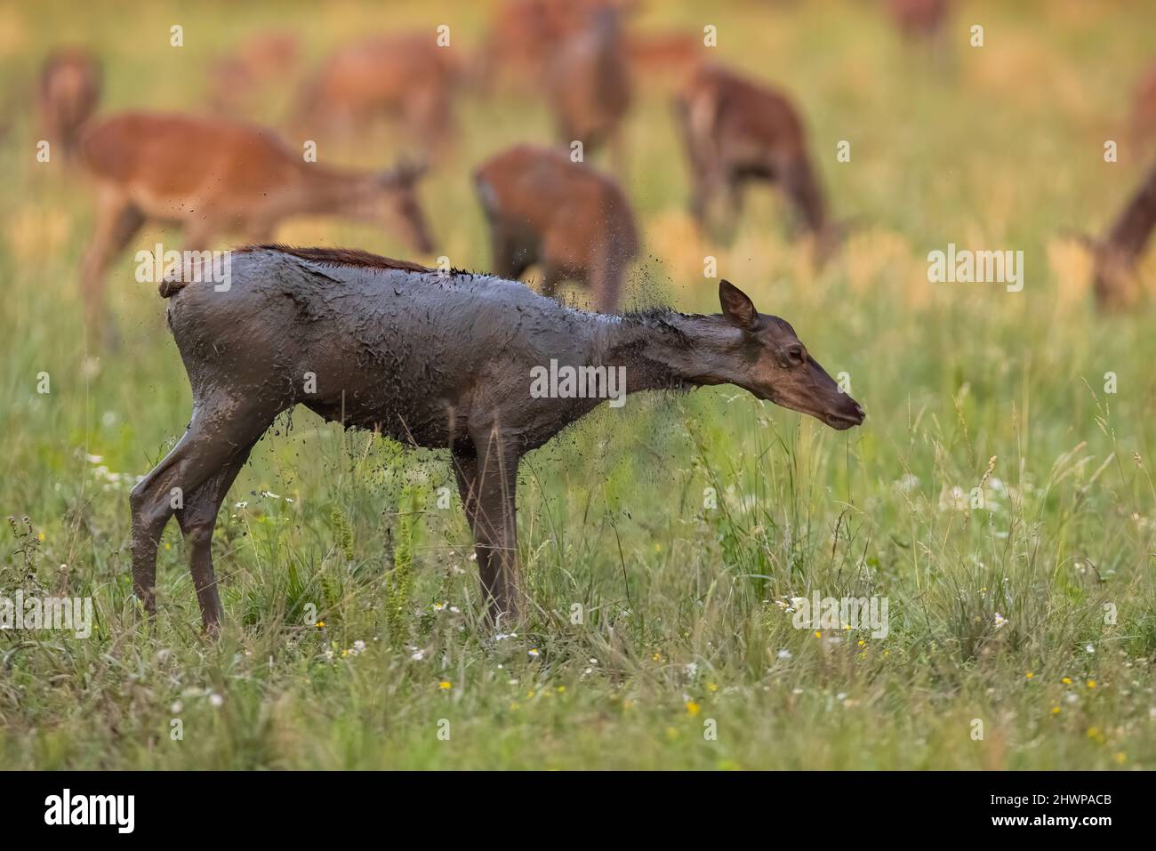 Deer shaking hi-res stock photography and images - Alamy