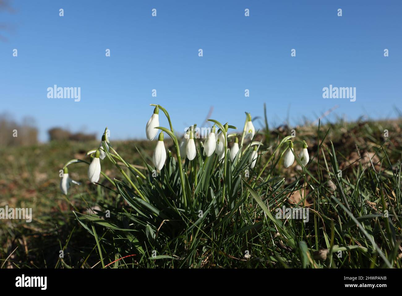 Snowdrops start to bloom, beautiful spring flowers Stock Photo - Alamy