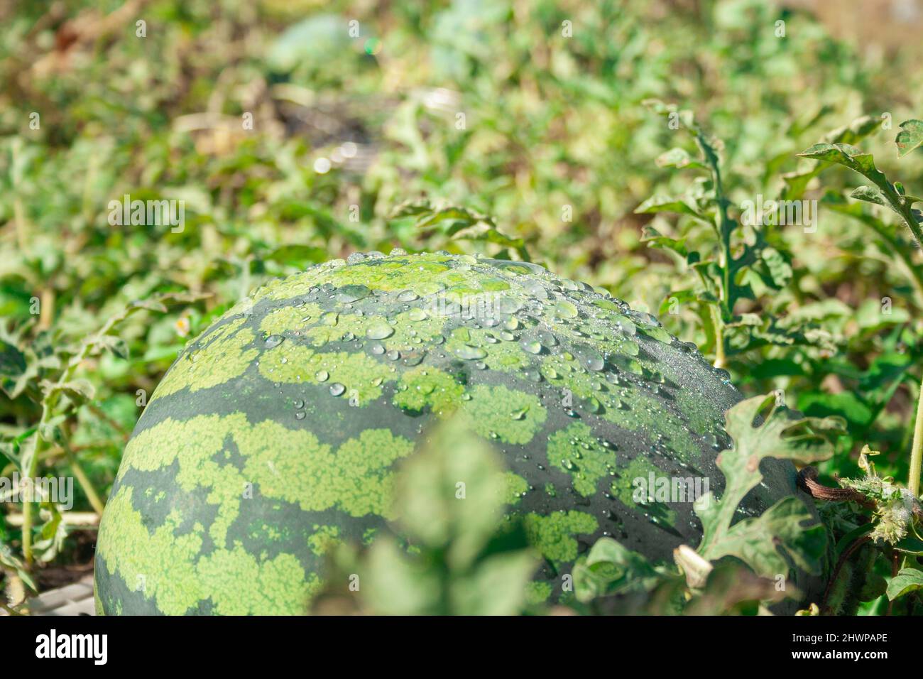 Ripe watermelon grown in the garden with hidden rose drops Stock Photo ...