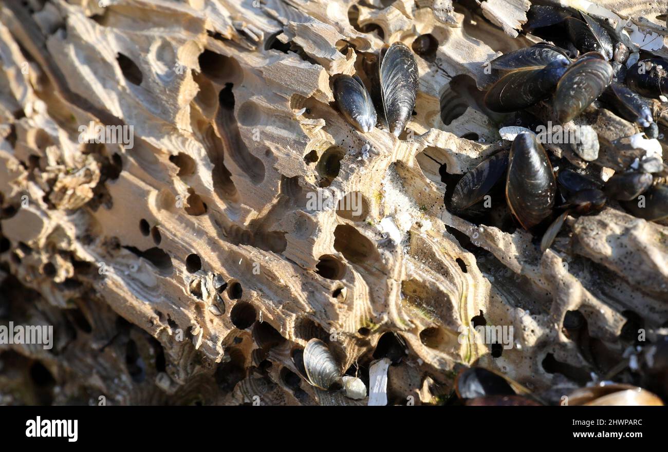 Wustrow, Germany. 02nd Mar, 2022. Destroyed by the ship borer (Teredo ...