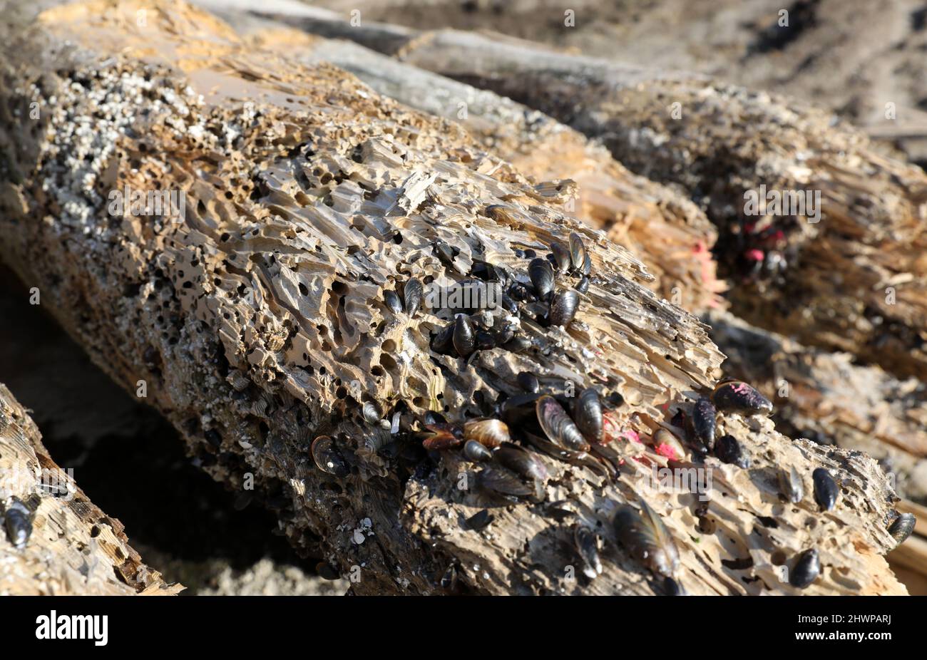 Wustrow, Germany. 02nd Mar, 2022. Destroyed by the ship's borer (Teredo ...