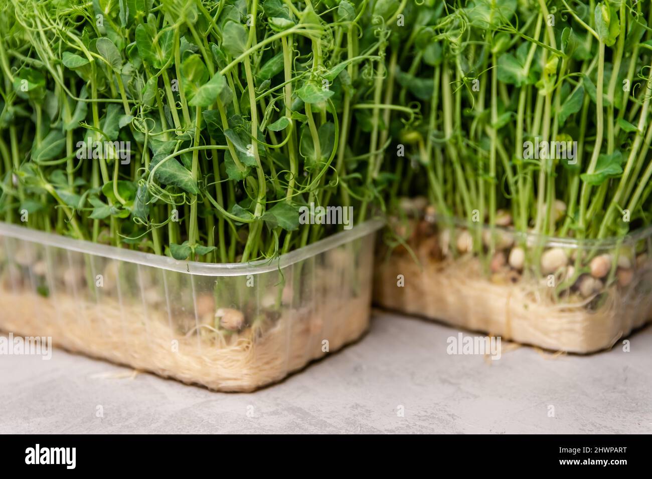 Fresh micro greens peas sprouts. Green sprigs of sprouted grains Stock ...