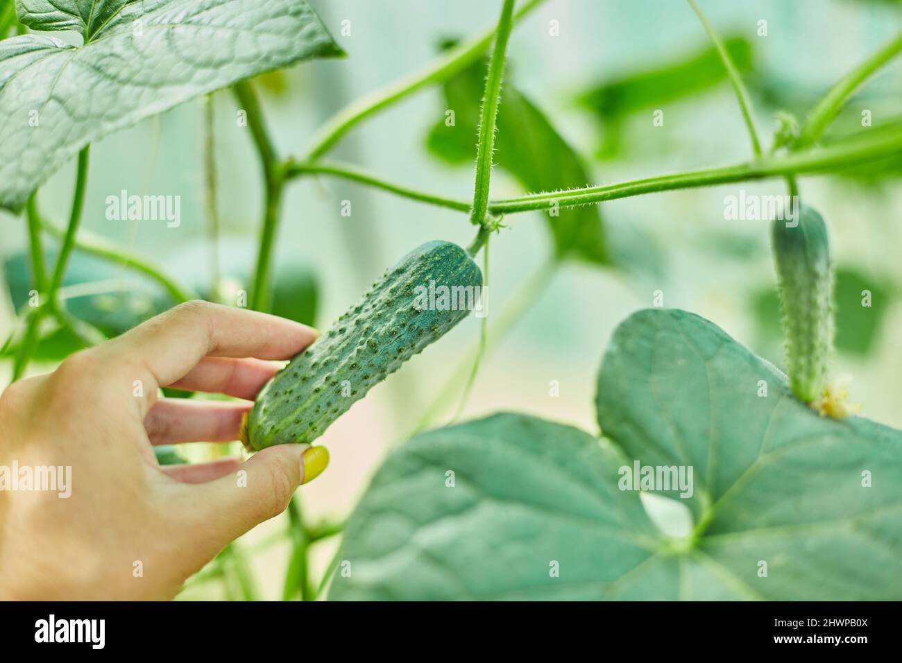 Female hand picking ripe cucumbers from backyard garden, seedling ...