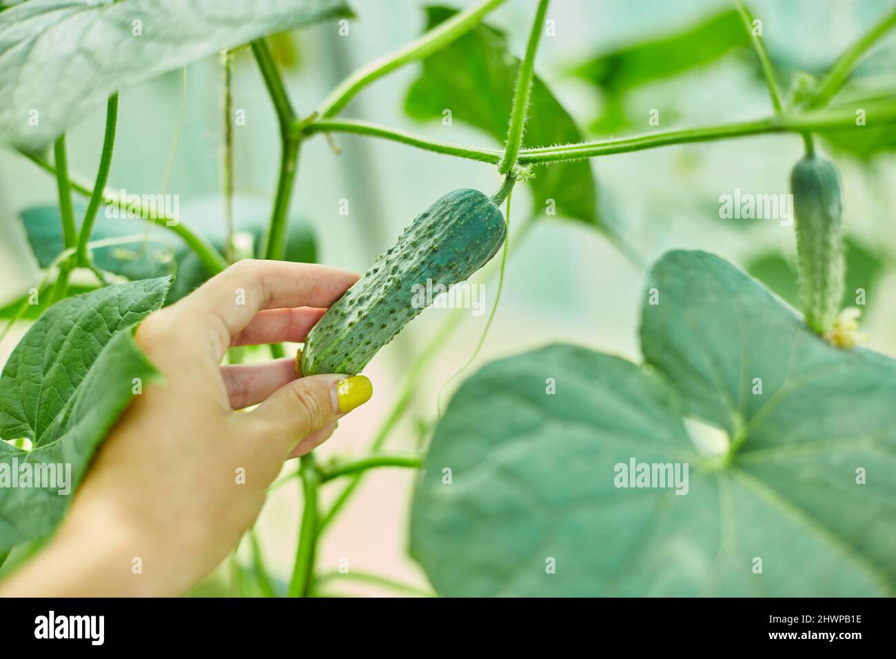 Female hand picking ripe cucumbers from backyard garden, seedling ...