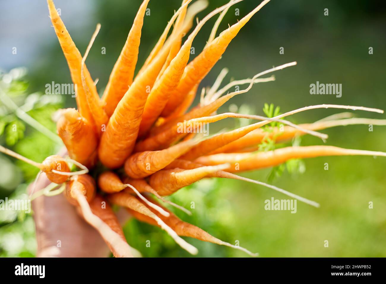 Hands of woman holding branch of raw organic carrots, homegrown ...