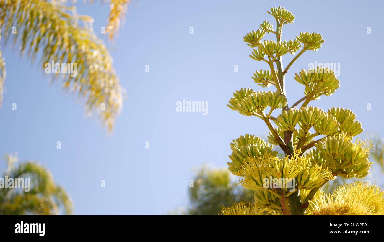 Aloe panicle hi-res stock photography and images - Alamy