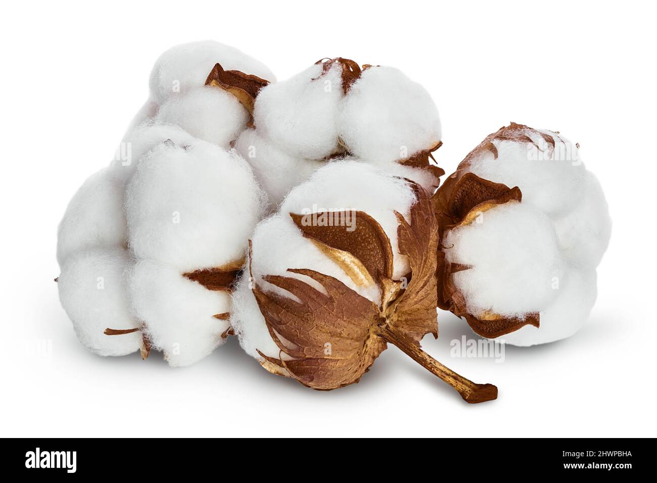 Cotton plant flower isolated on white background with clipping path and ...