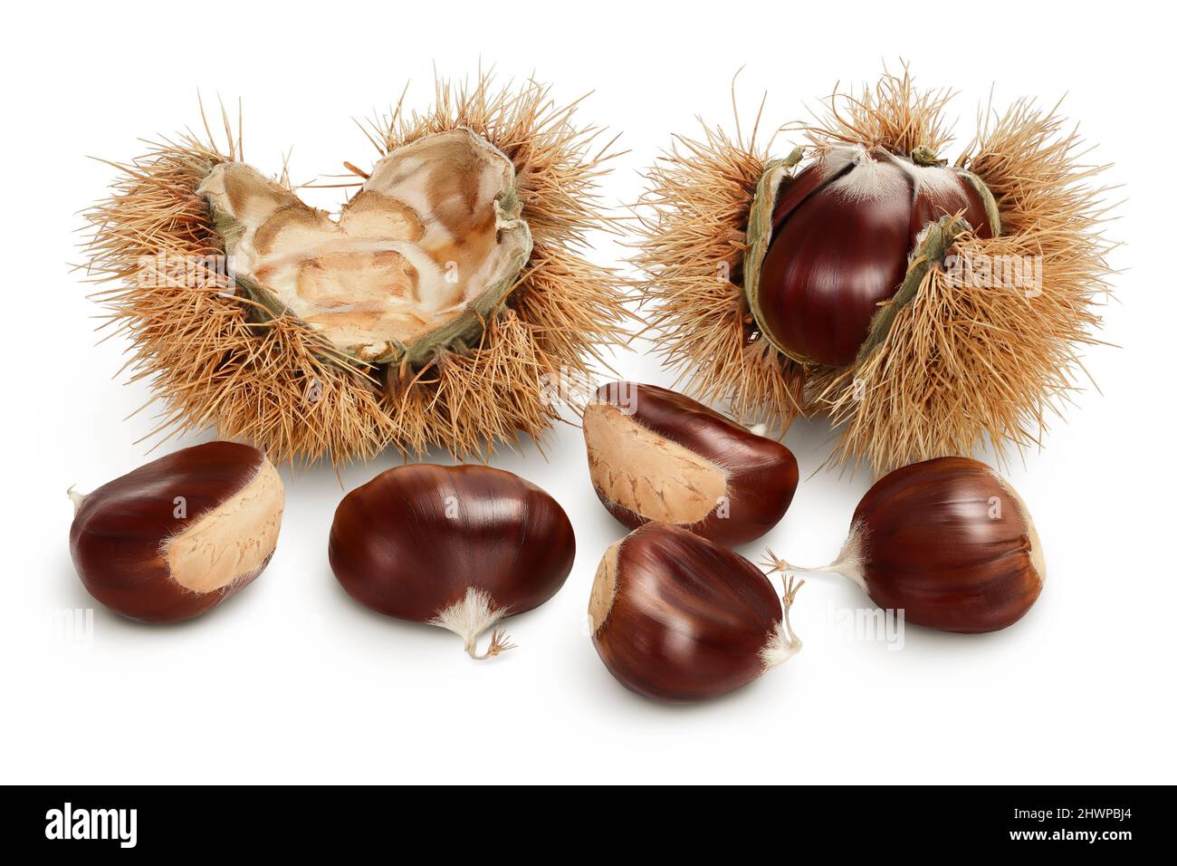 opened sweet chestnut in its spiky husk isolated on white Stock Photo ...