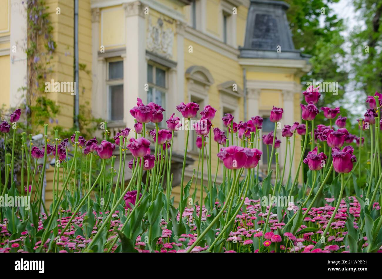 Bulgaria. Parks in Sofia full of tulips Stock Photo - Alamy