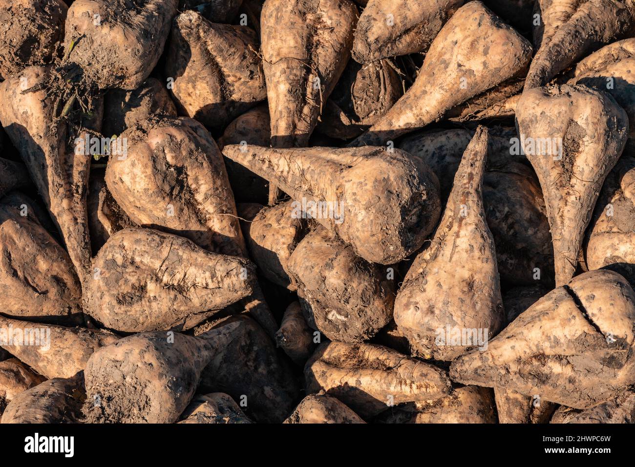 Pile of harvested sugar beet root crops in field, Beta vulgaris is also ...