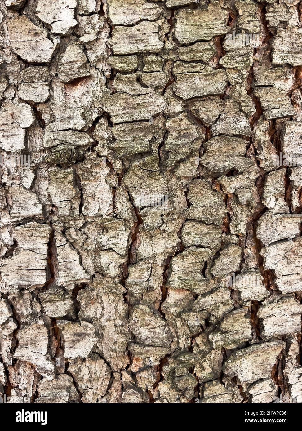 Closeup image of tree crust as background, abstract natural patterns ...