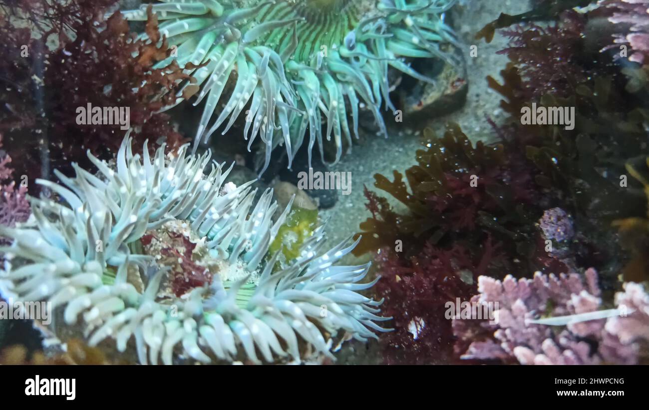 Intertidal sea anemone hi-res stock photography and images - Alamy