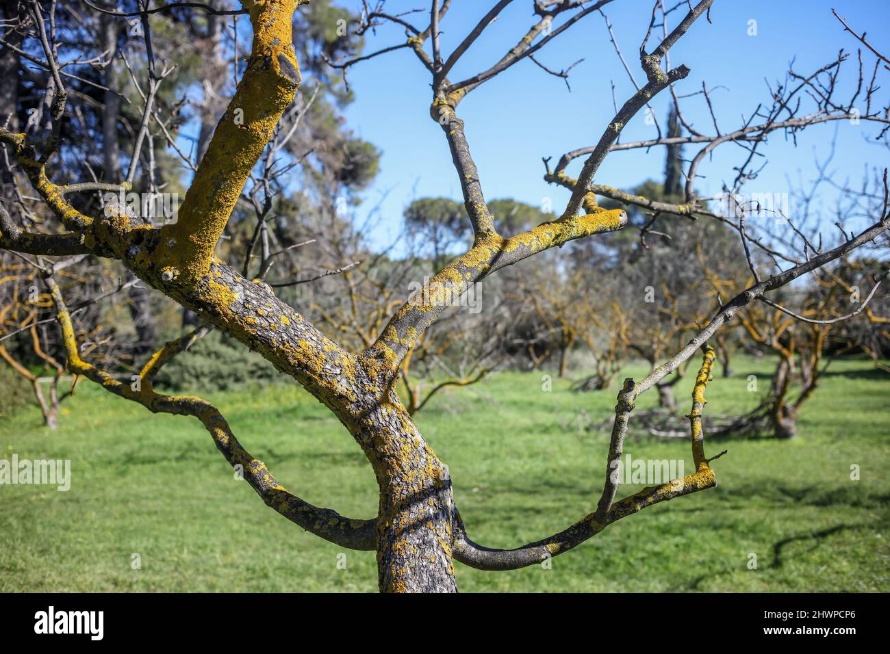 Trunk covers hi-res stock photography and images - Alamy