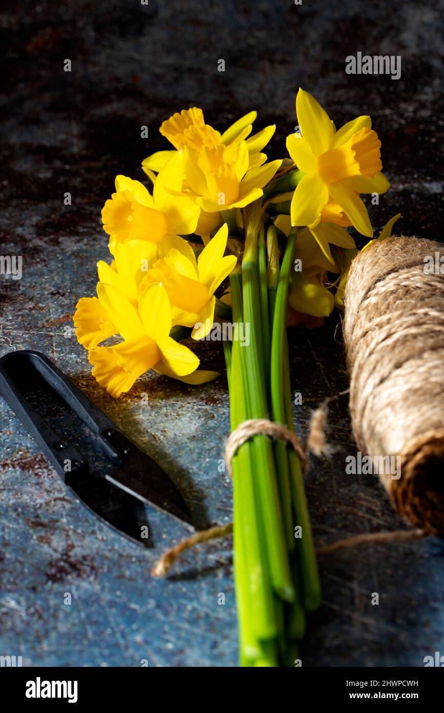 Bunch of daffodils tied with string with cutter on a grunge background ...