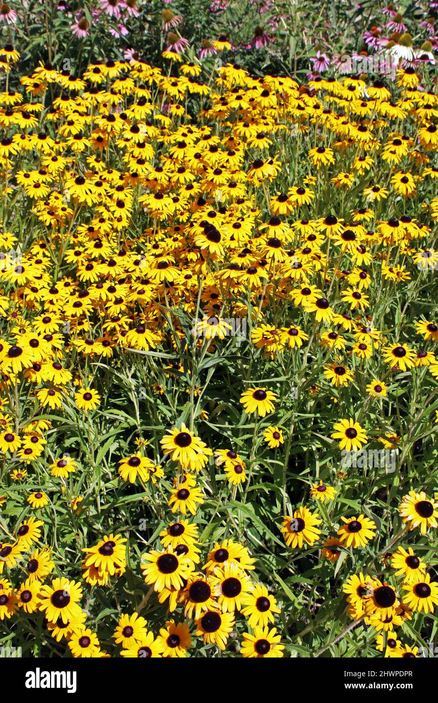 Rudbeckia deamii, plant Stock Photo - Alamy