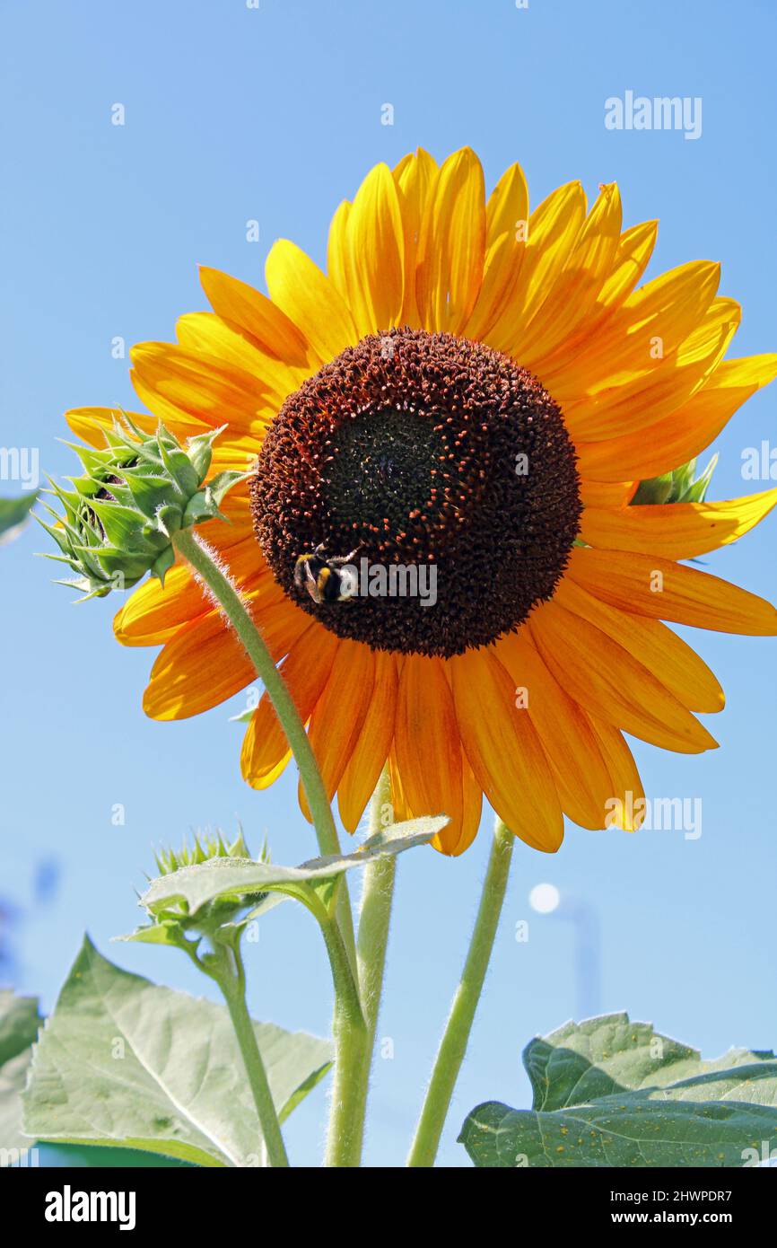 Helianthus, sunflower, plant Stock Photo - Alamy