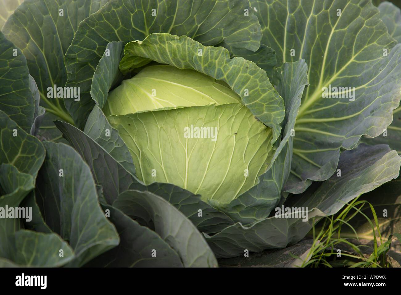 Organic farming of fresh green cabbage plantation. vegetarian cabbage ...