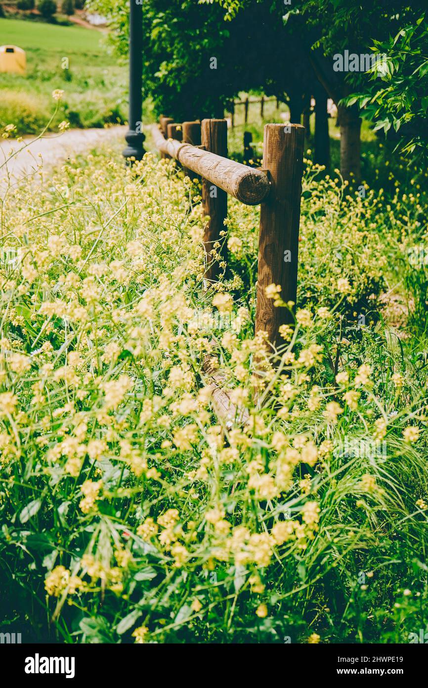Rustic image of a lot of yellow wild flowers Stock Photo - Alamy