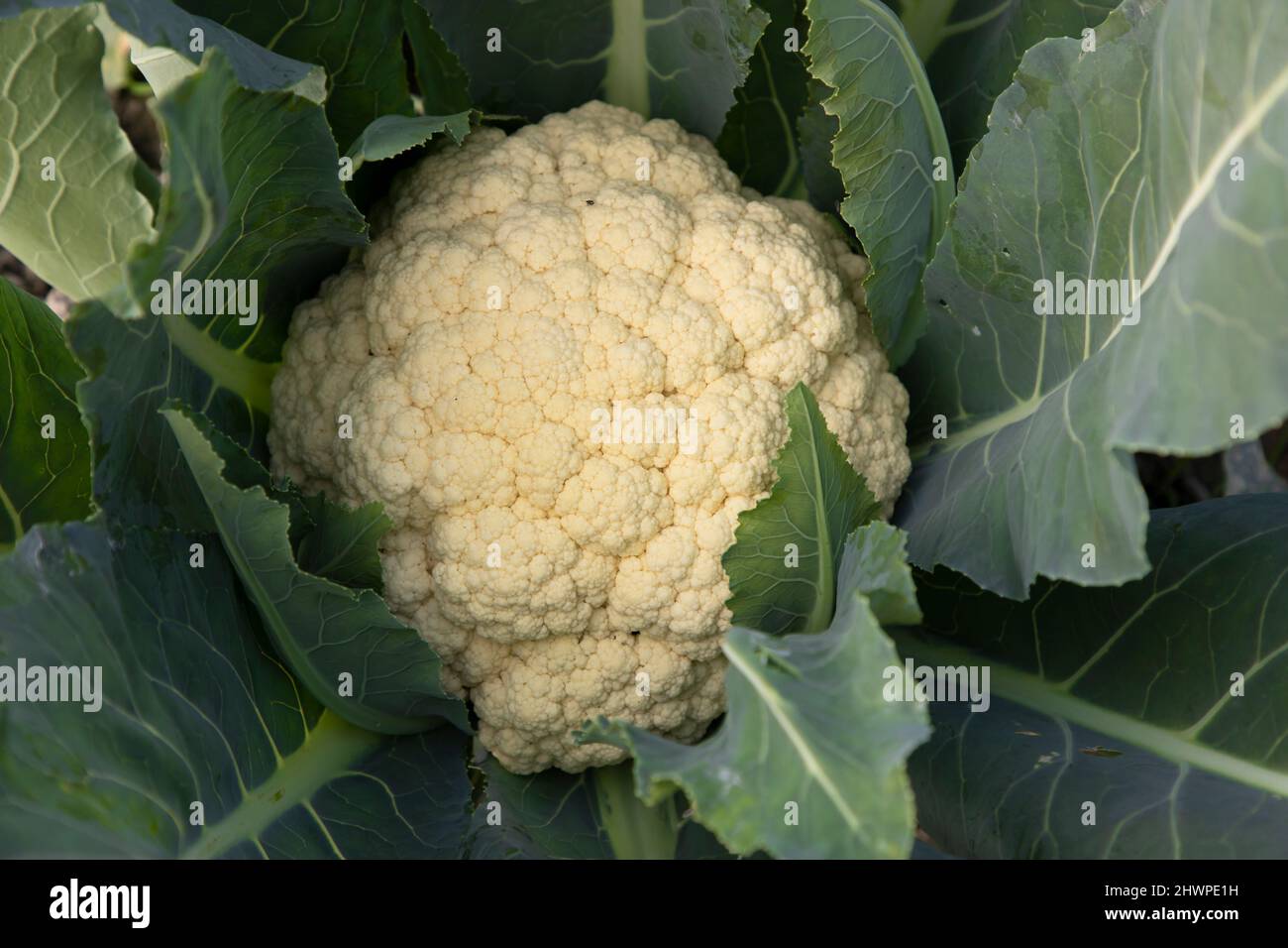 Fresh Cauliflower the raw vegetable grows in organic soil in the garden ...