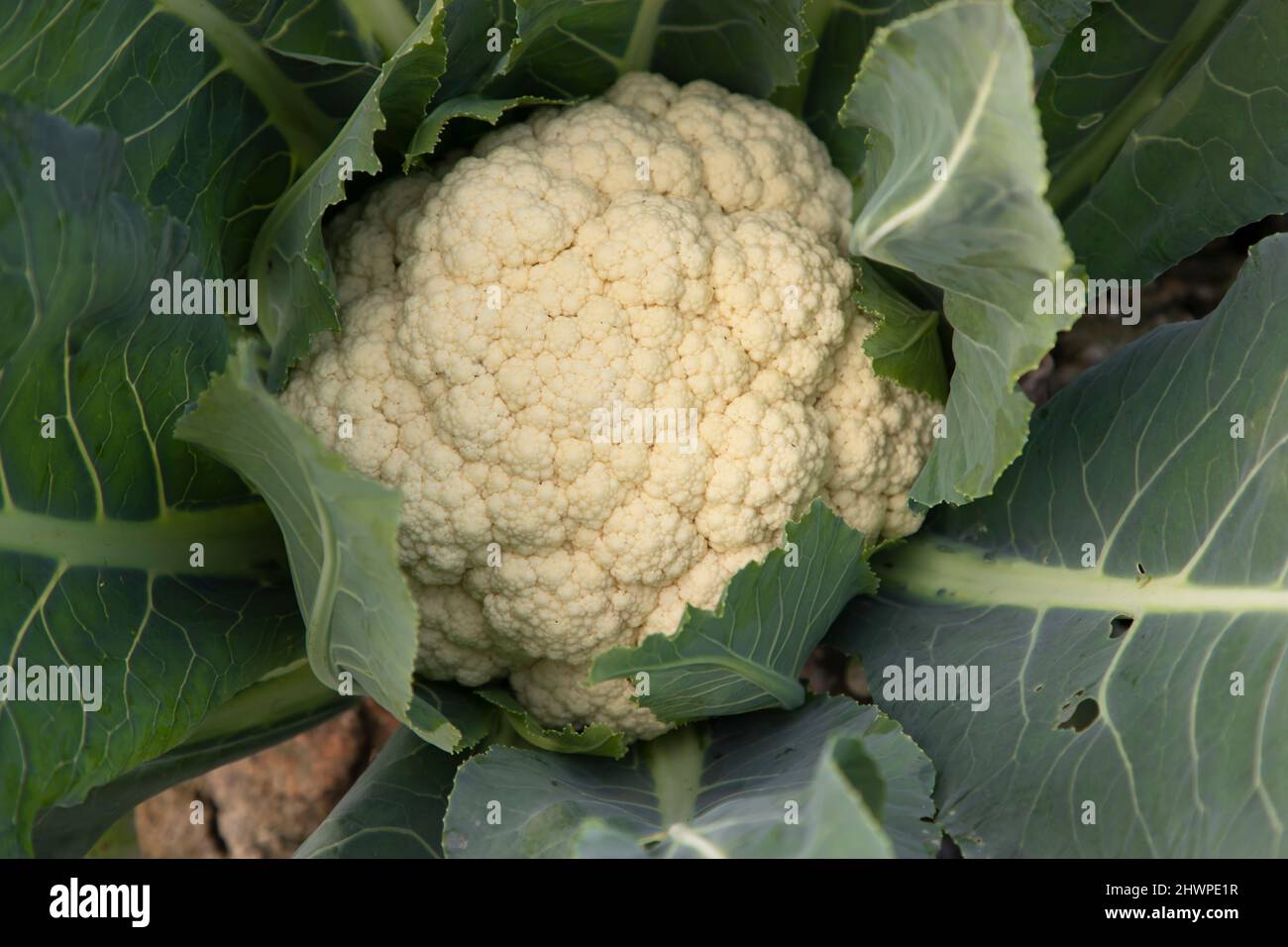 Fresh Cauliflower the raw vegetable grows in organic soil in the garden ...