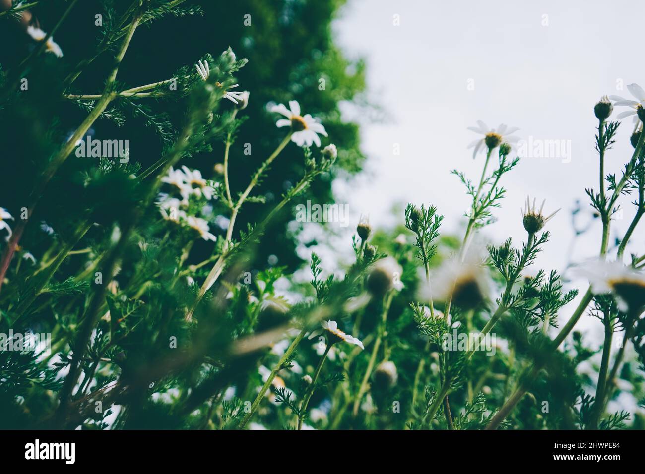 Beautiful daisies background in spring Stock Photo - Alamy