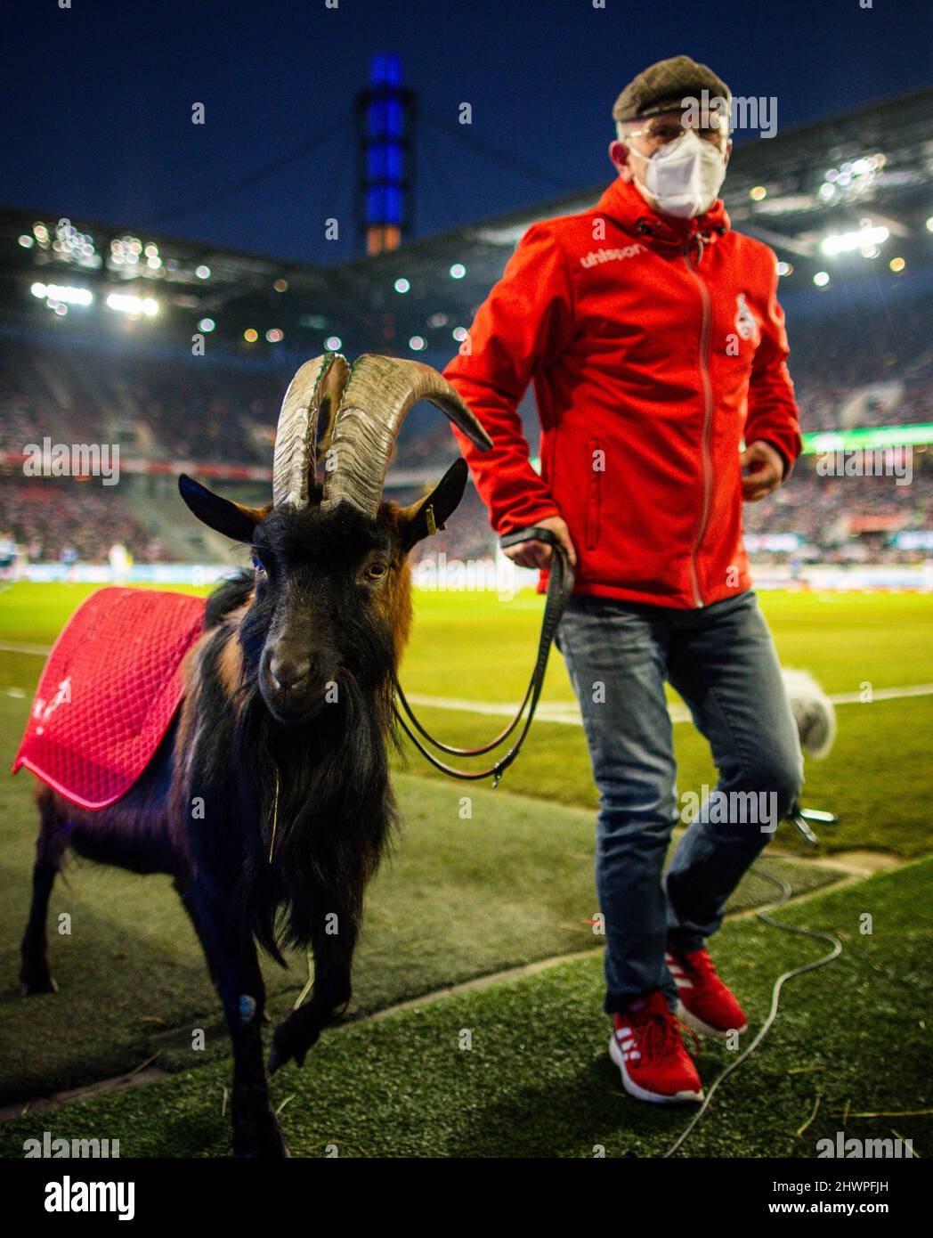 Hennes der IX Solidarität mit der Ukraine Stadiontürme des 1. FC Köln ...