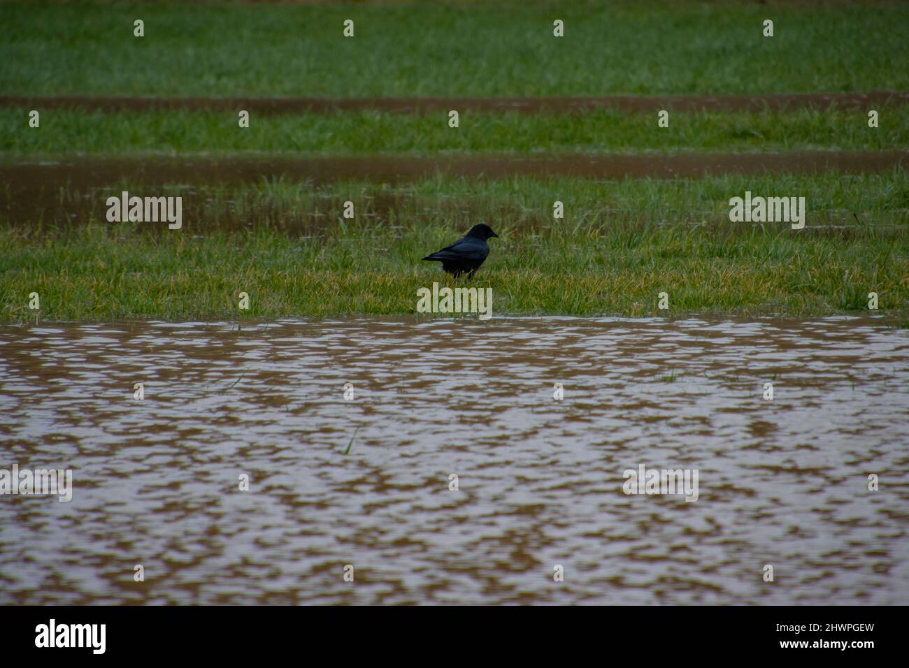 Raven standing on the edge of flooded grassland Stock Photo - Alamy