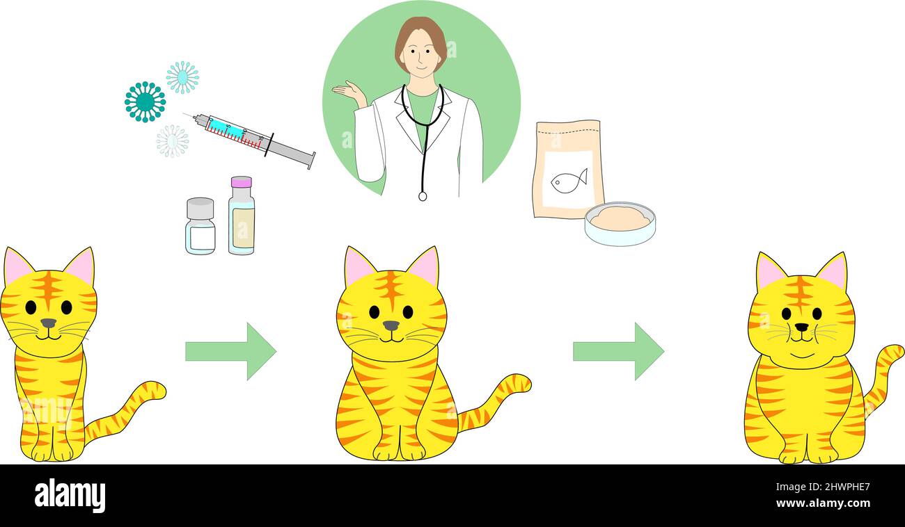 collection of a sick tabby cat, healthy cat and fat cat and ...
