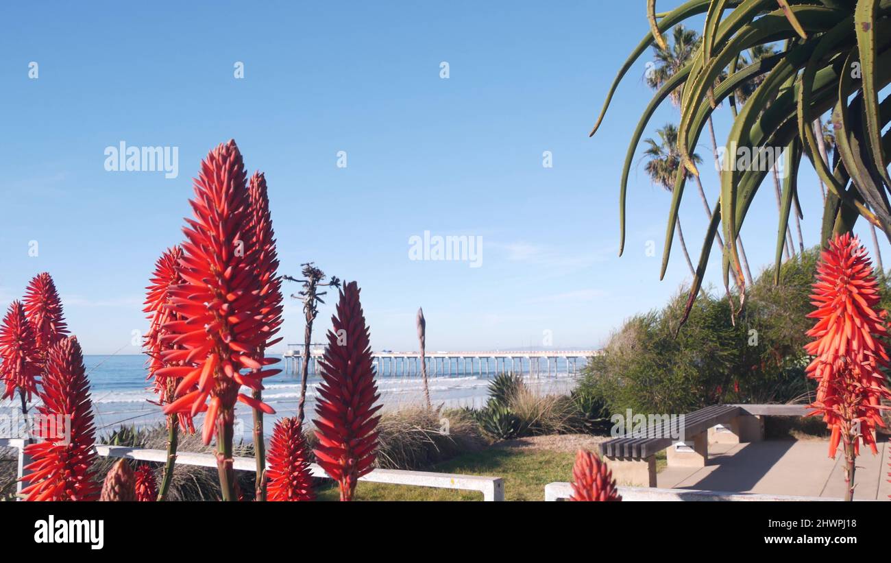 Red aloe flower blossom, succulent plant bloom, palm trees on pacific ...