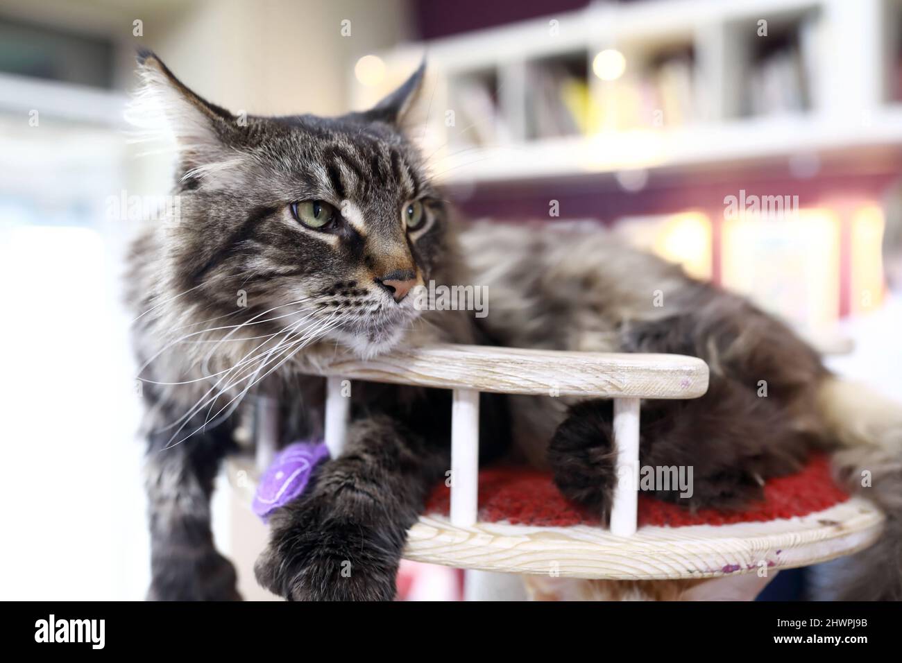 Maine Coon cat resting on chair at home Stock Photo - Alamy