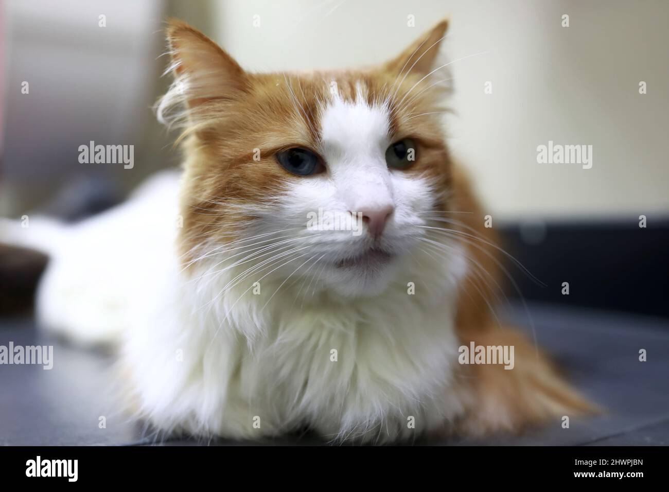 Beautiful bored red cat hi-res stock photography and images - Alamy