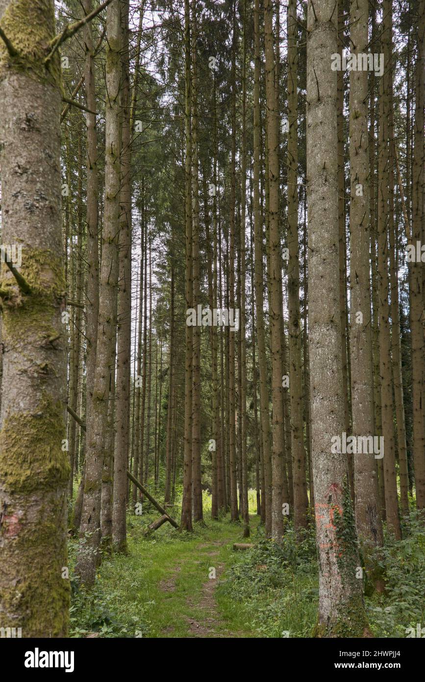 trees in the forest Stock Photo - Alamy
