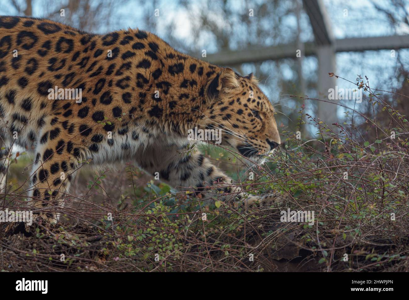 Amur leopard asia panthera pardus hi-res stock photography and images ...