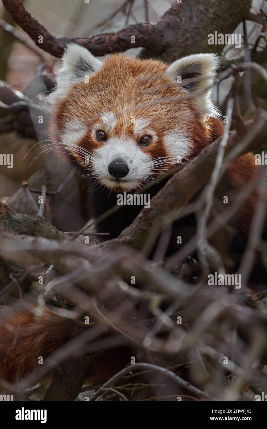 Rare panda hi-res stock photography and images - Alamy