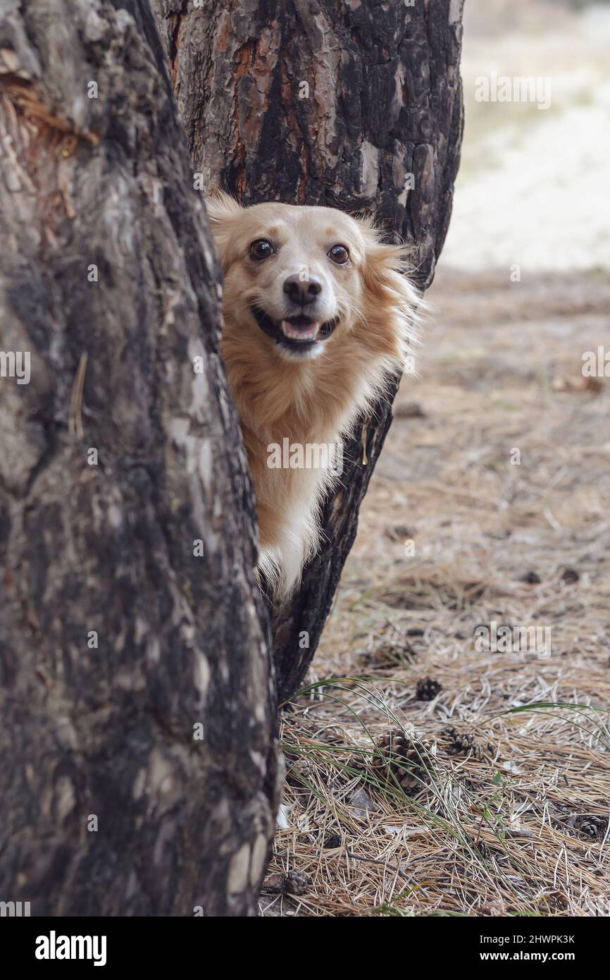 A Dog Will Pine
