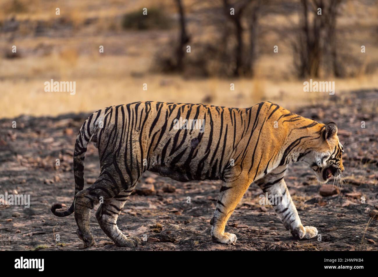 Side profile wild bengal tiger hi-res stock photography and images - Alamy