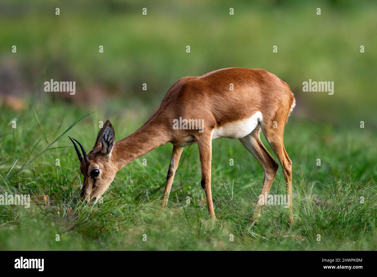 Chinkara or Indian gazelle Antelope animal side profile grazing grass ...