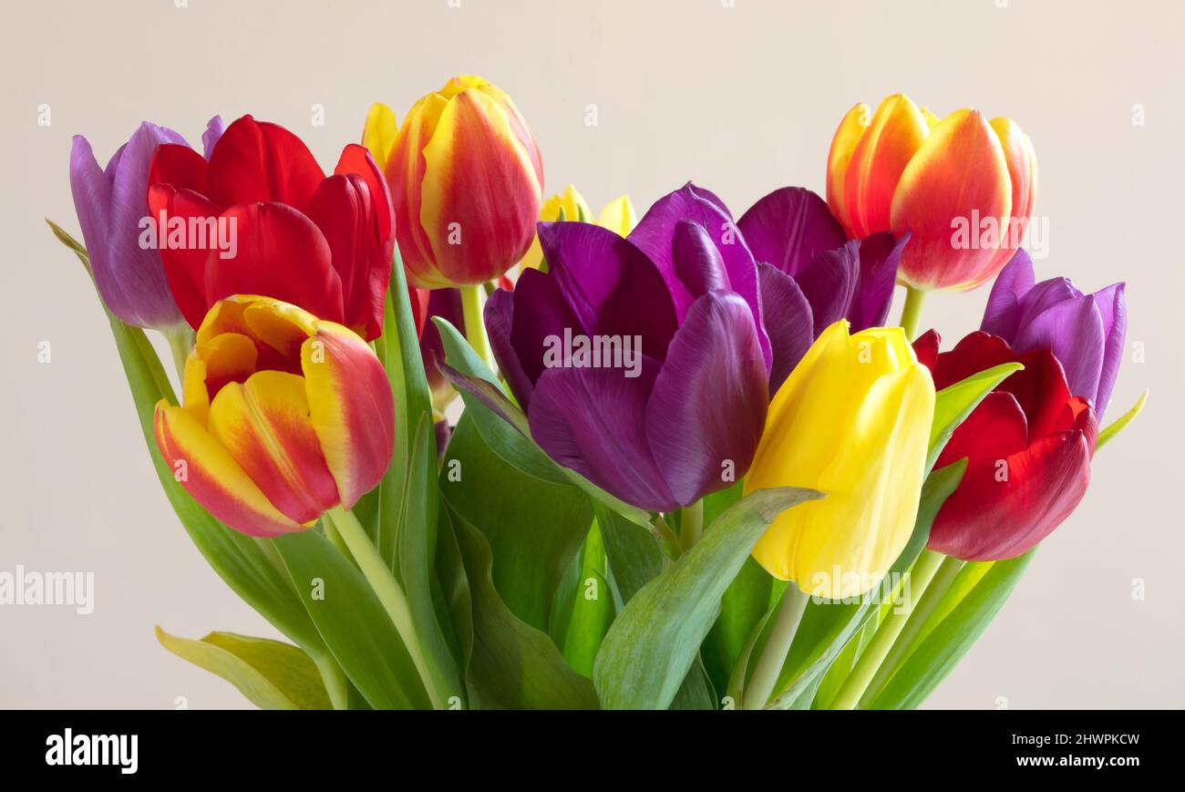 Rainbow of tulips hi-res stock photography and images - Alamy