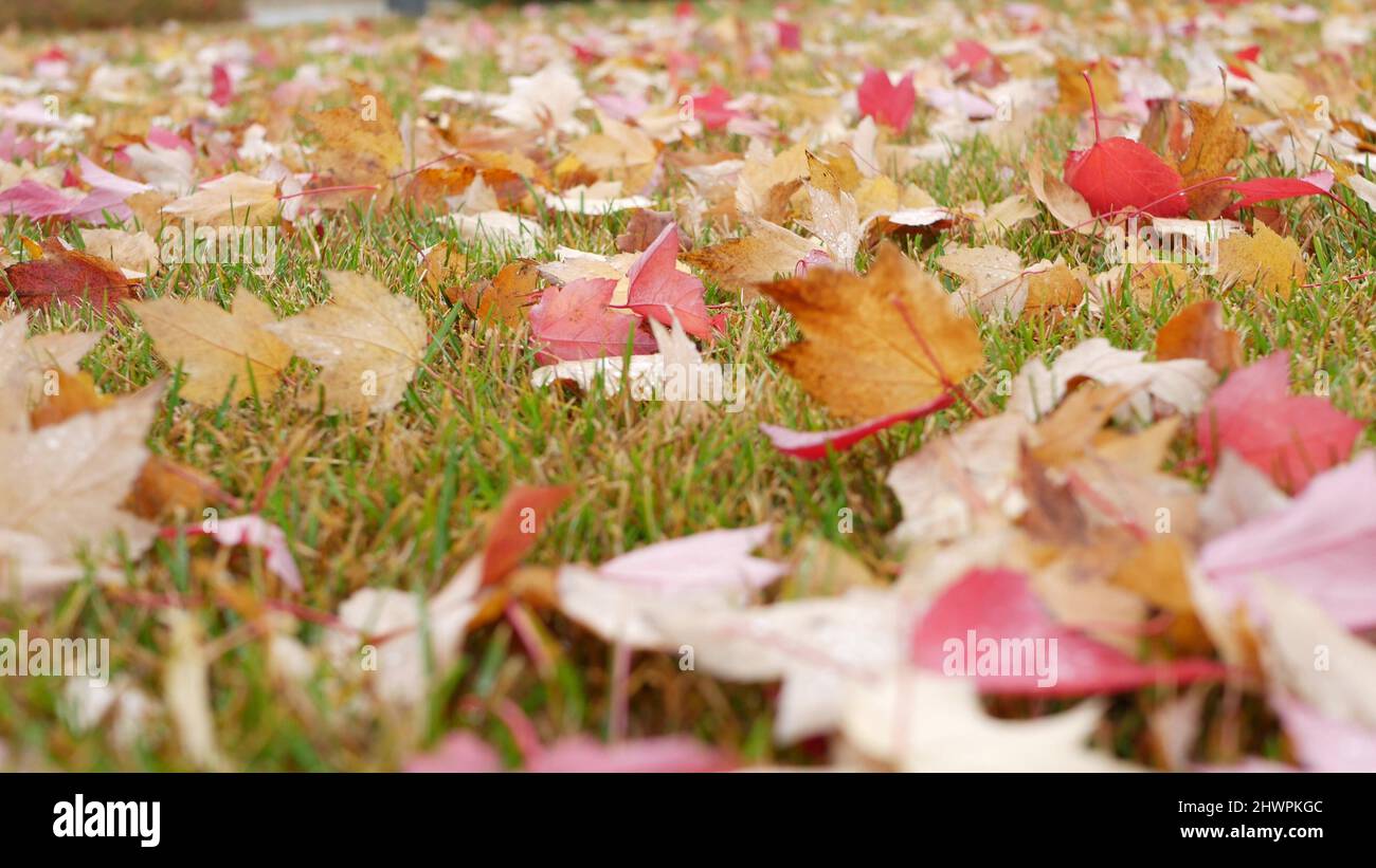 Dry autumn maple yellow fallen leaves on green grass, orange fall leaf ...